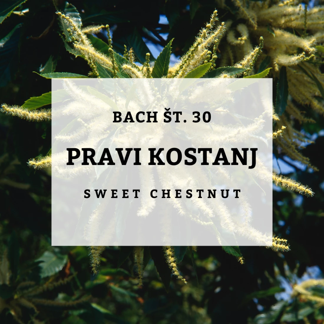 Bachove kapljice 30, Pravi kostanj - Sweet Chestnut, 10 ml | Medivital